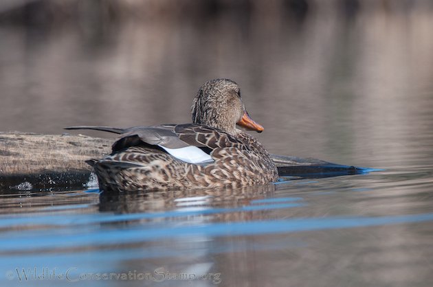What’s So Special About the Gadwall? - 10,000 Birds