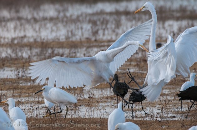 A Gathering at Colusa National Wildlife Refuge - 10,000 Birds