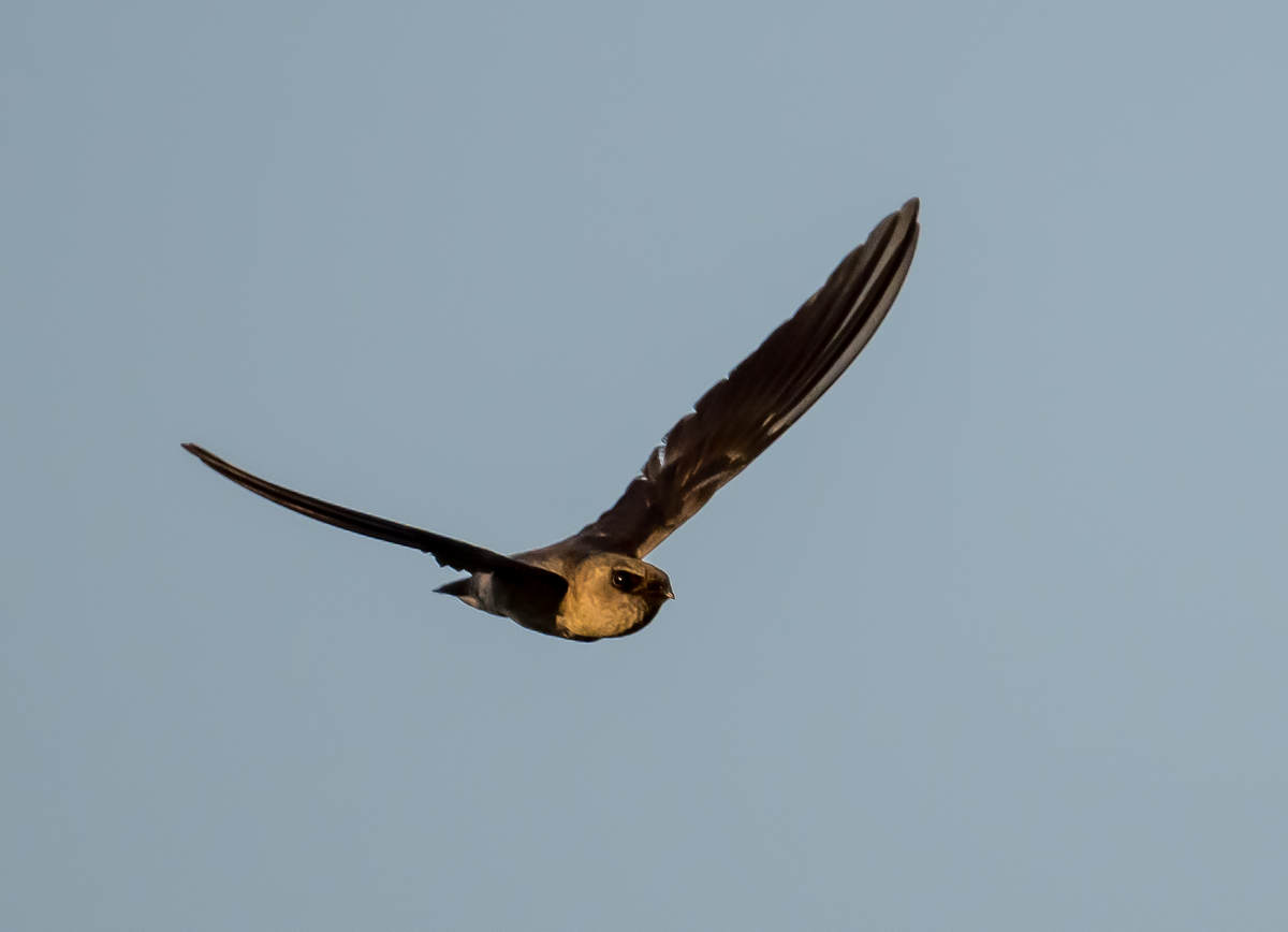 Birding Ho Chi Minh City, Vietnam - 10,000 Birds