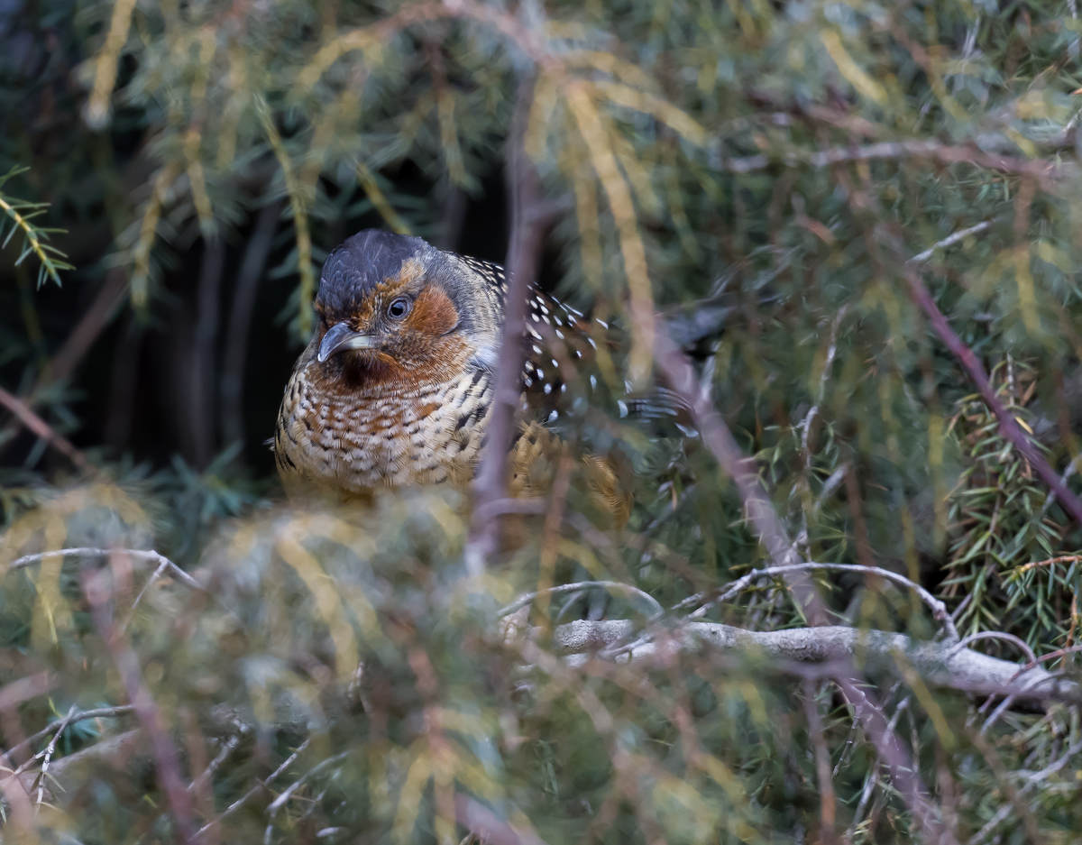 Birding Kangding, Sichuan - 10,000 Birds