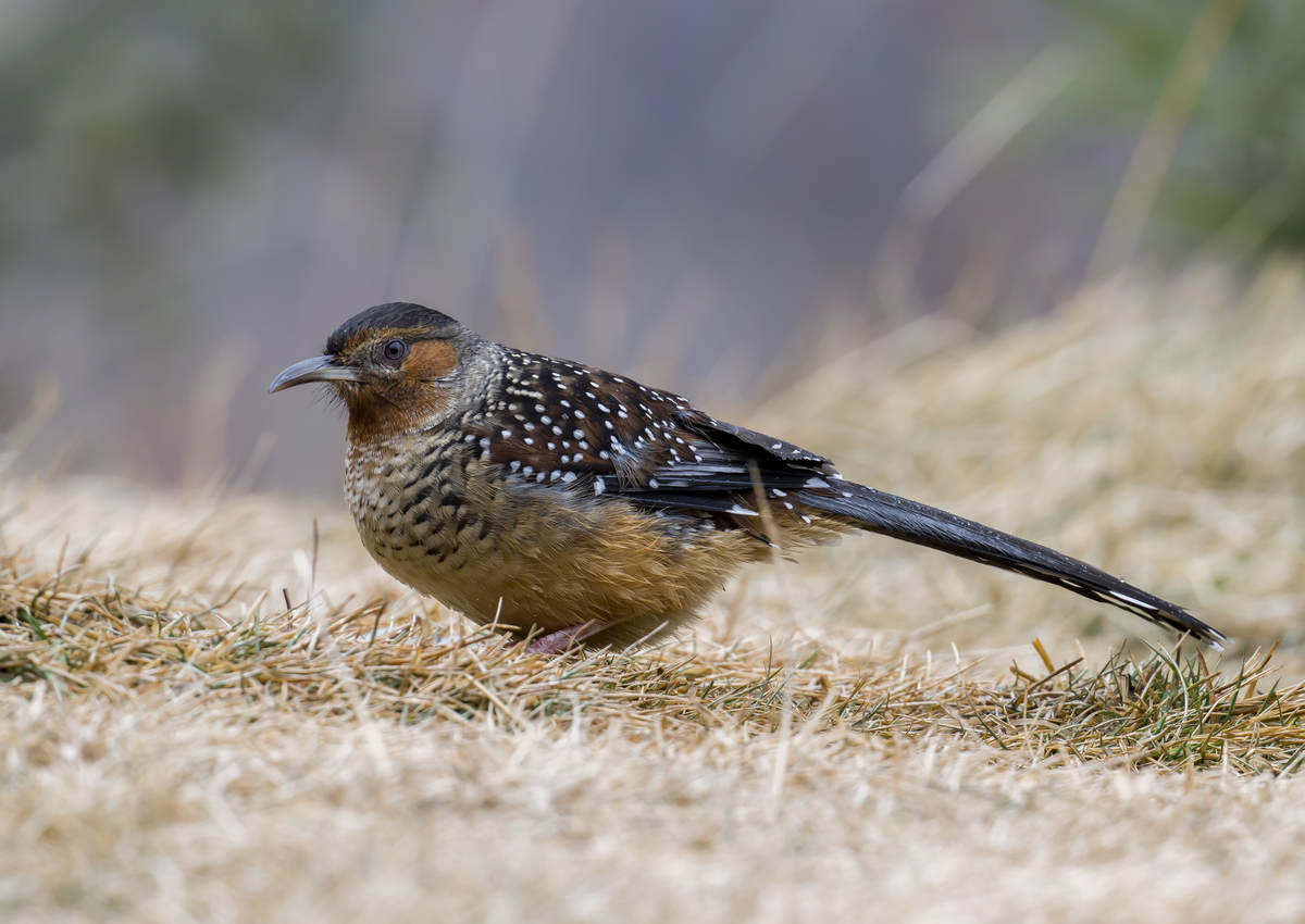 Birding Kangding, Sichuan - 10,000 Birds