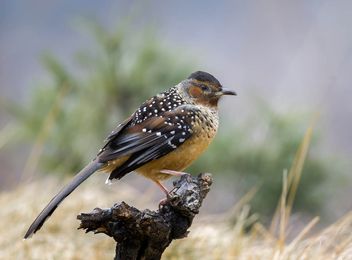 Birding Kangding, Sichuan - 10,000 Birds