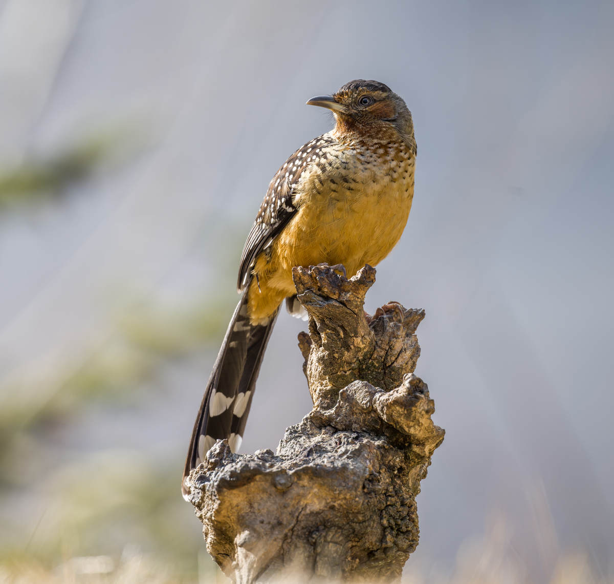 Birding Kangding, Sichuan - 10,000 Birds