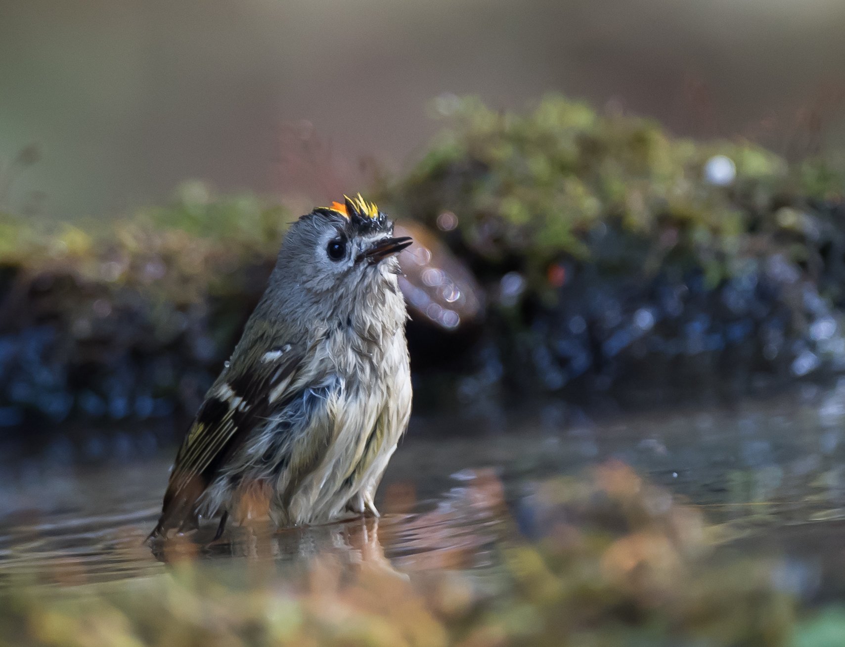 Wet Birds – 10,000 Birds