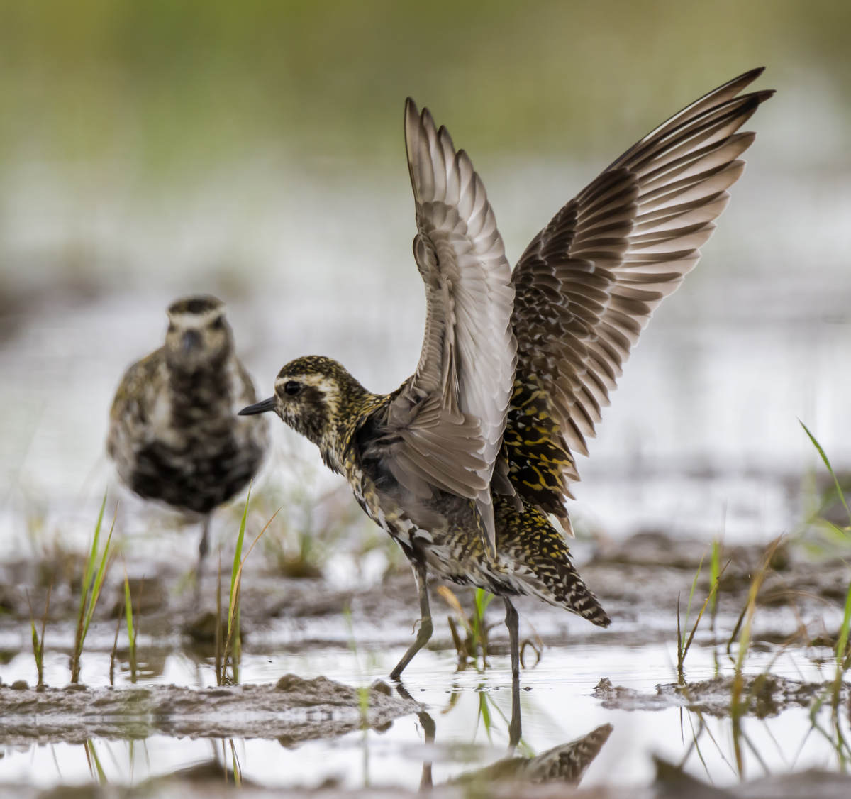 Return of the Waders - 10,000 Birds
