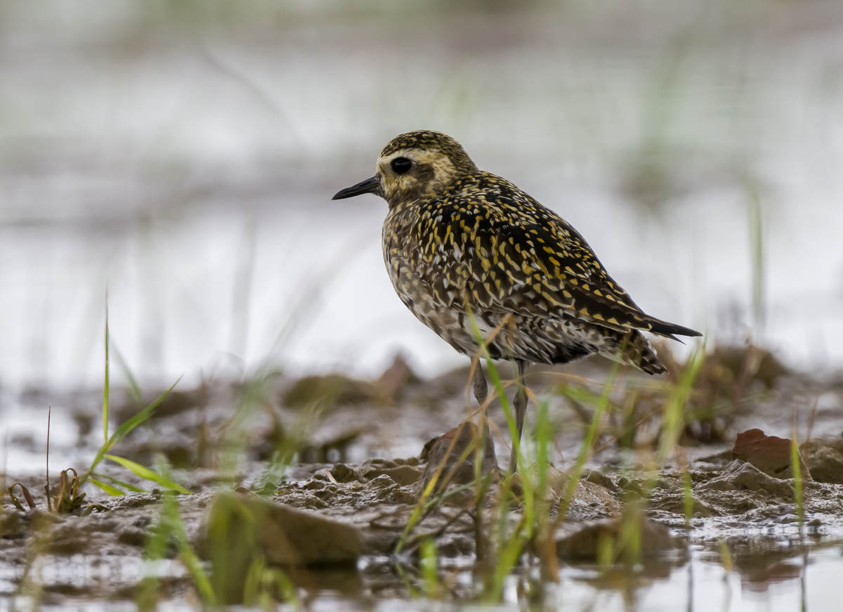 Return of the Waders - 10,000 Birds