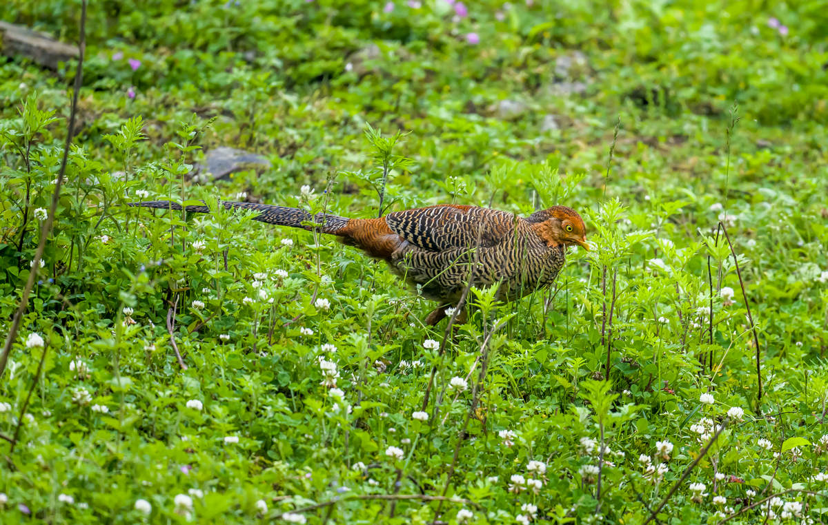 The Golden Pheasant 10000 Birds