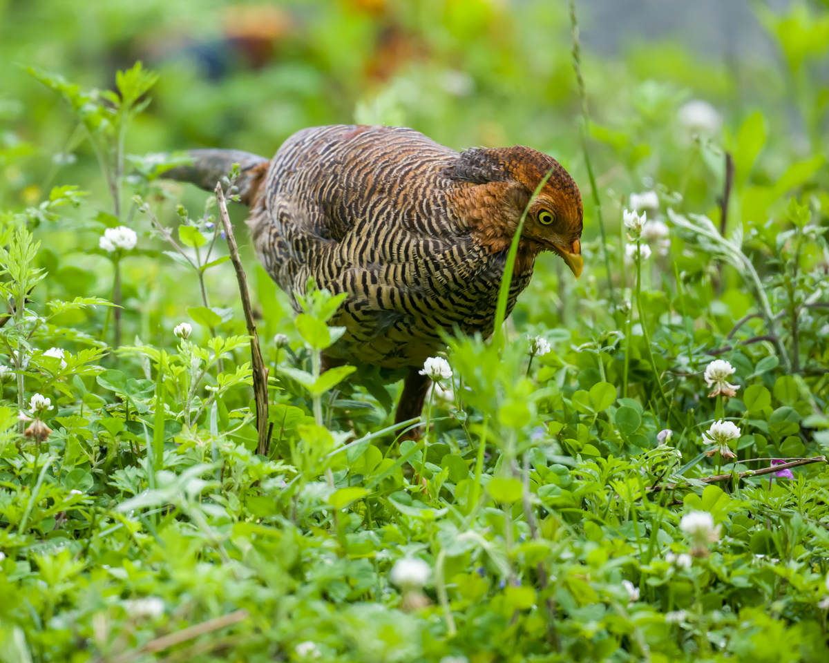 The Golden Pheasant - 10,000 Birds