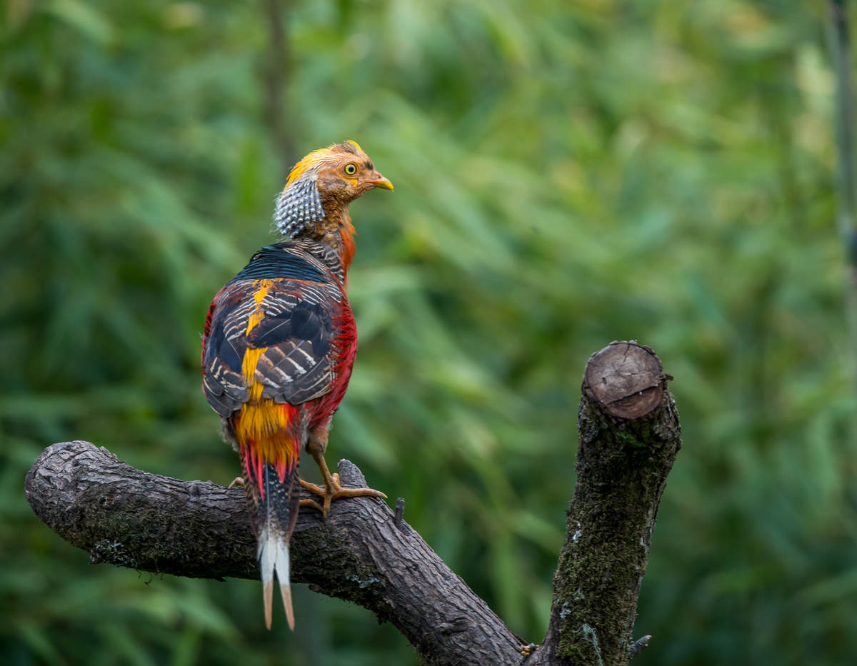 Some Chinese Pheasants - 10,000 Birds