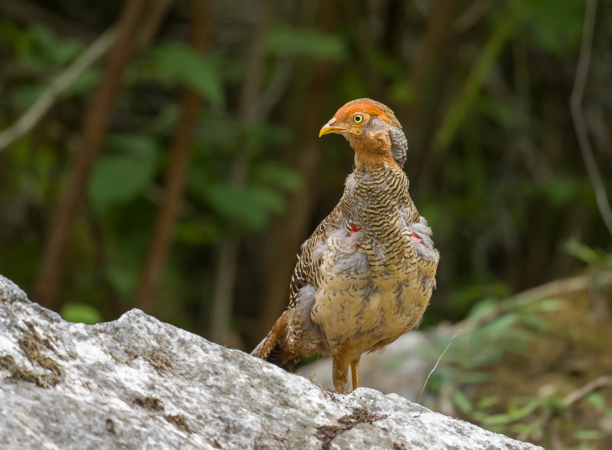 The Golden Pheasant - 10,000 Birds