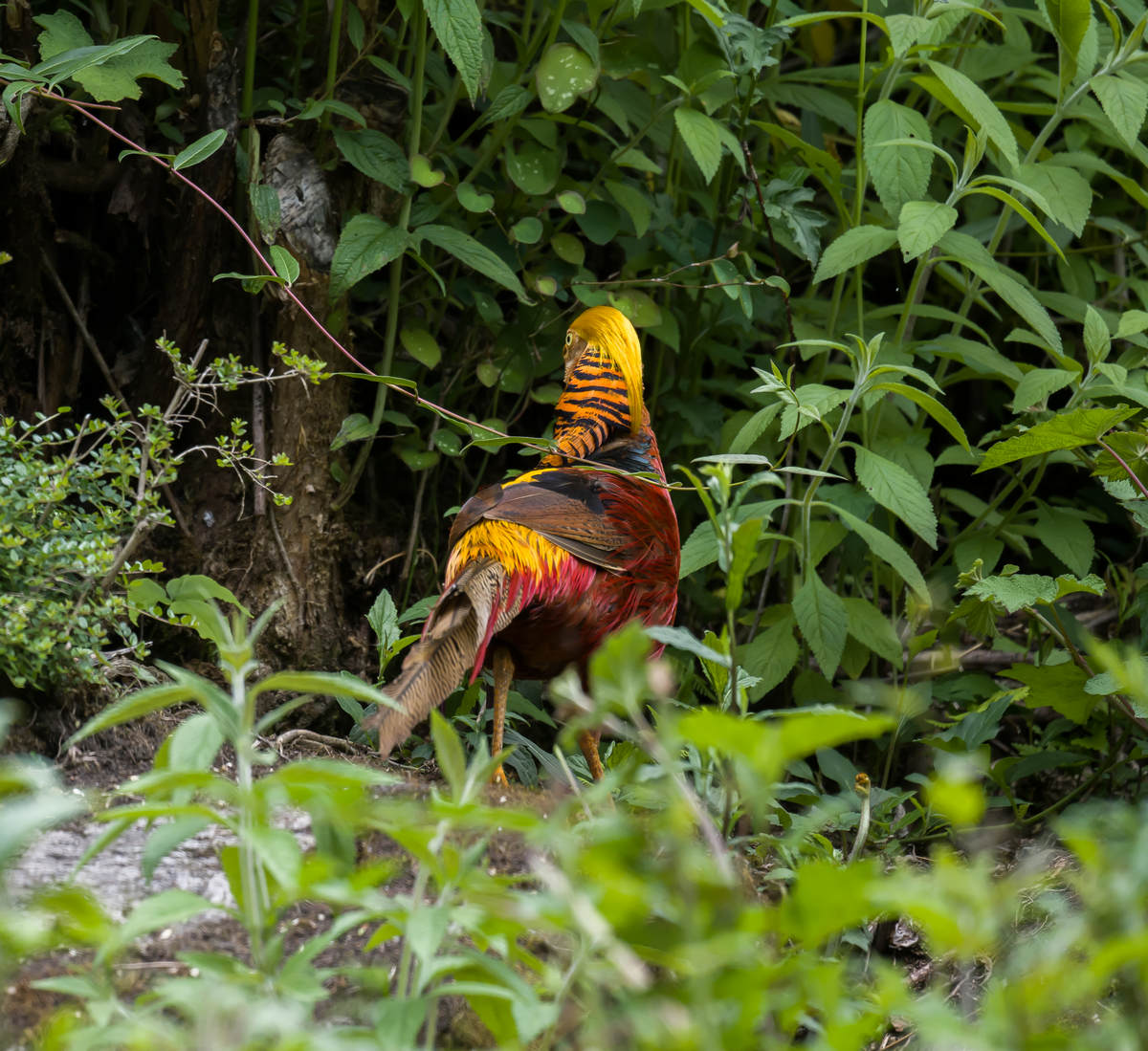 The Golden Pheasant - 10,000 Birds