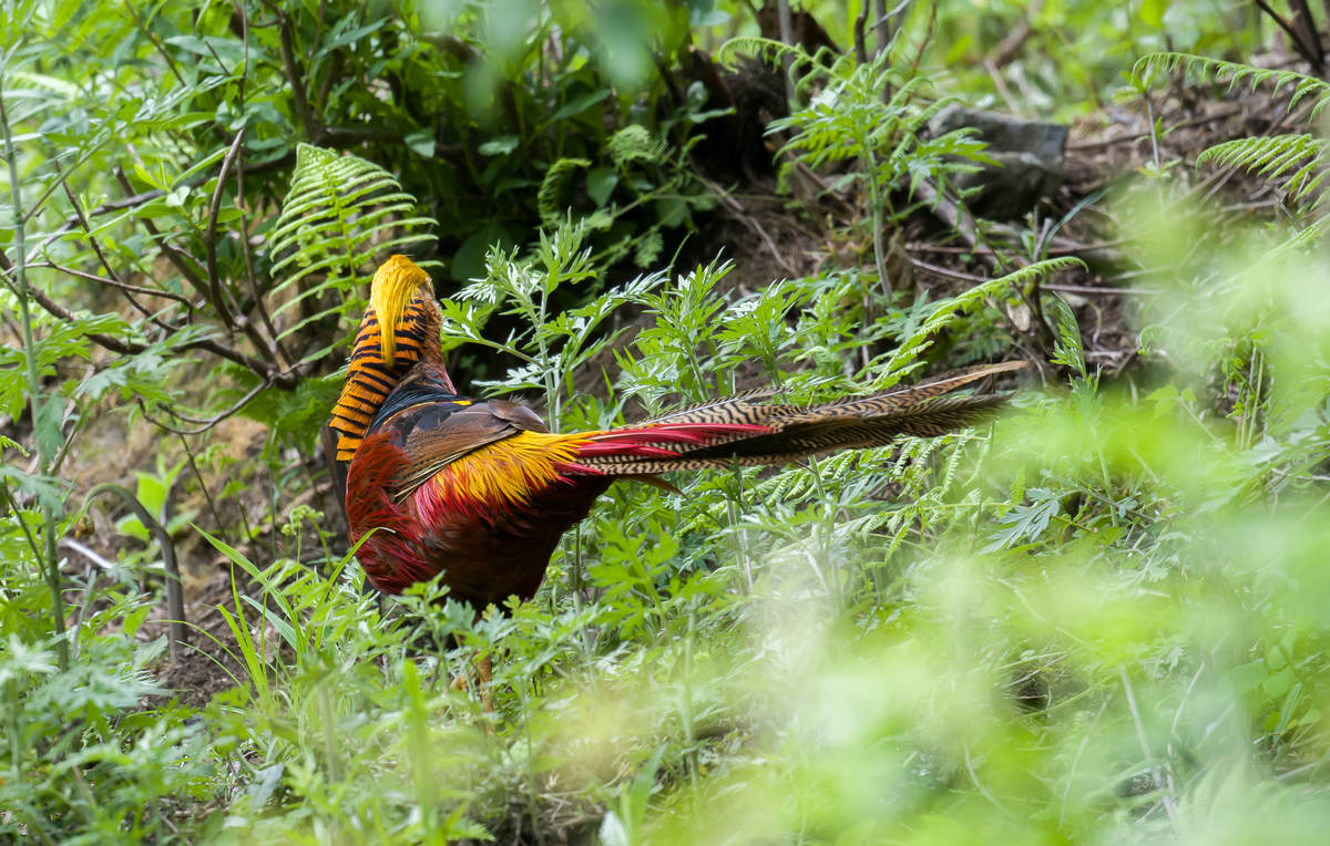 The Golden Pheasant - 10,000 Birds