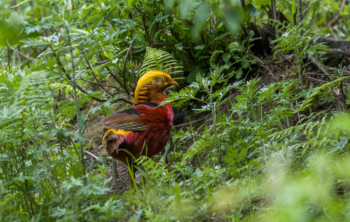 The Golden Pheasant - 10,000 Birds