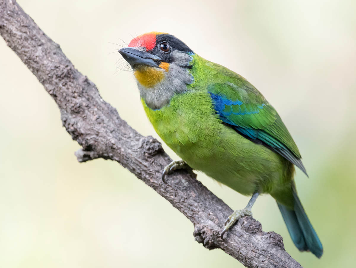 A few Barbets - 10,000 Birds