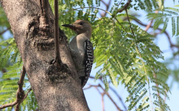 My Subtropical Bird Garden - 10,000 Birds