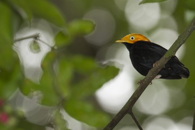 Sampling Manakins - 10,000 Birds