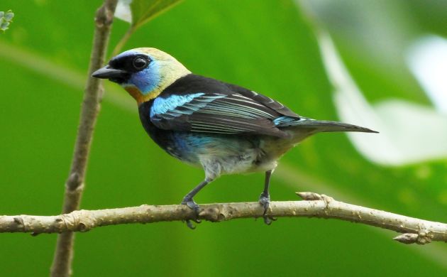 Tanagers at the San Luis Adventure Park, Costa Rica - 10,000 Birds