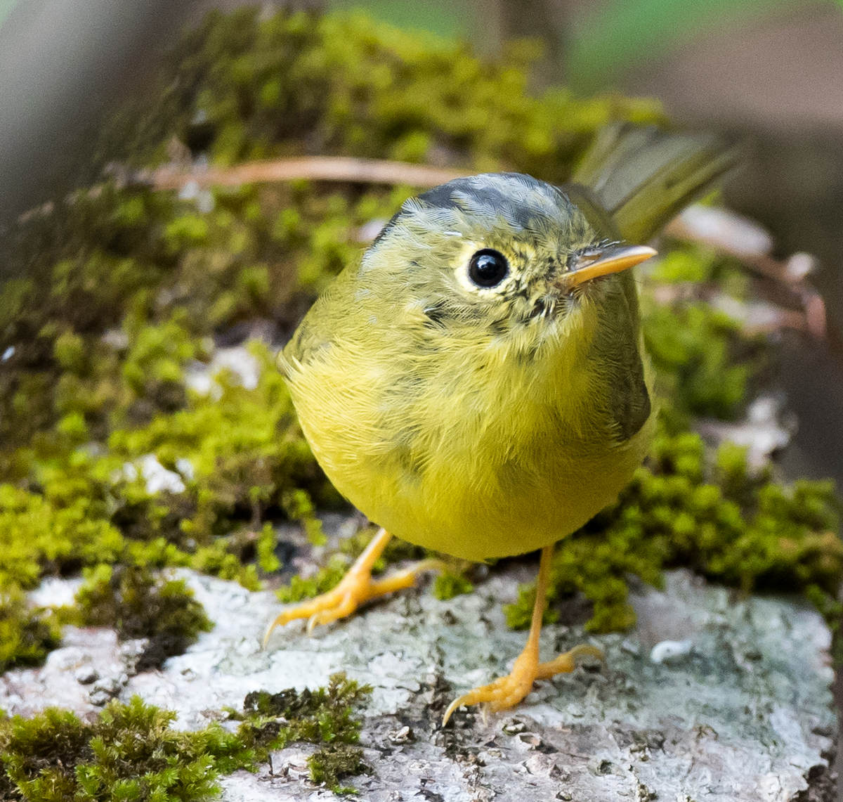 Birding Nabang, Yunnan (1) - 10,000 Birds