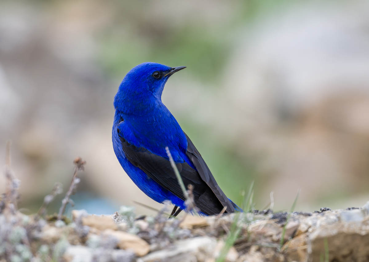 The Grandala - 10,000 Birds