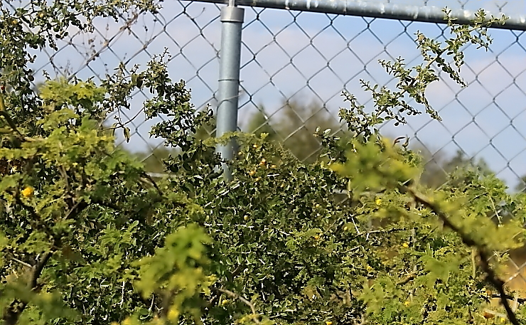 Afforestation 2022 - 10,000 Birds