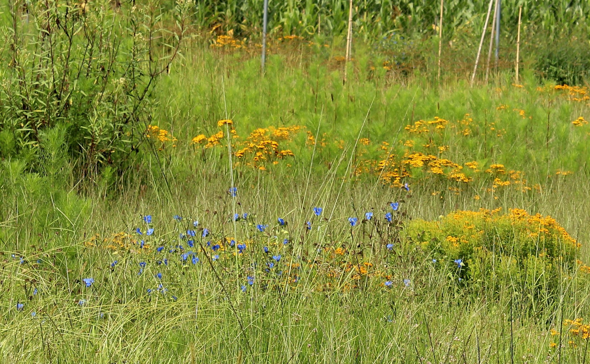 Afforestation - 10,000 Birds