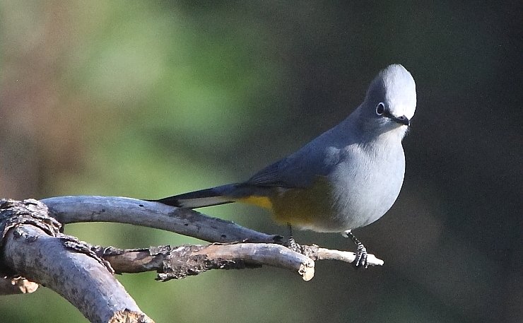 Hummingbird Heaven 2021 - 10,000 Birds