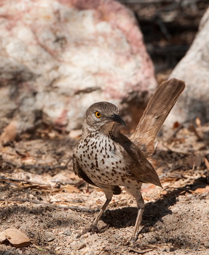Meet The Gray Thrasher - 10,000 Birds