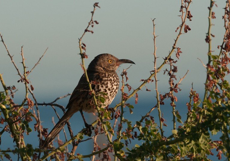 Meet The Gray Thrasher - 10,000 Birds