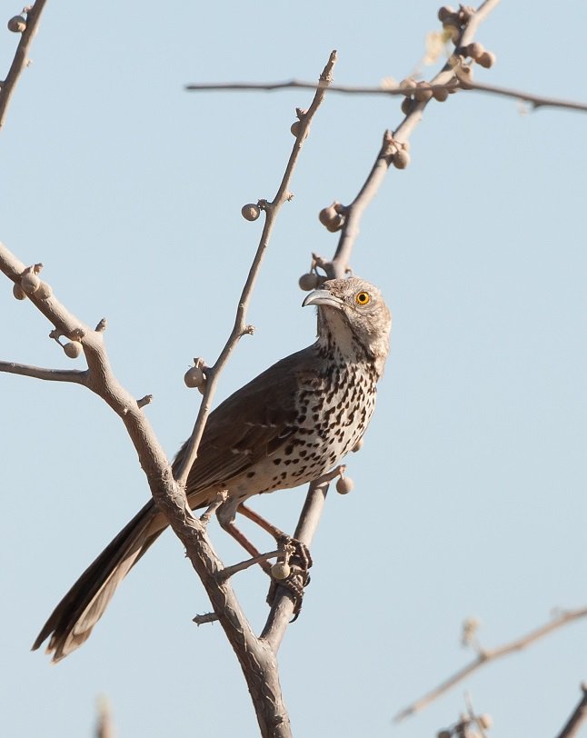 Meet The Gray Thrasher - 10,000 Birds
