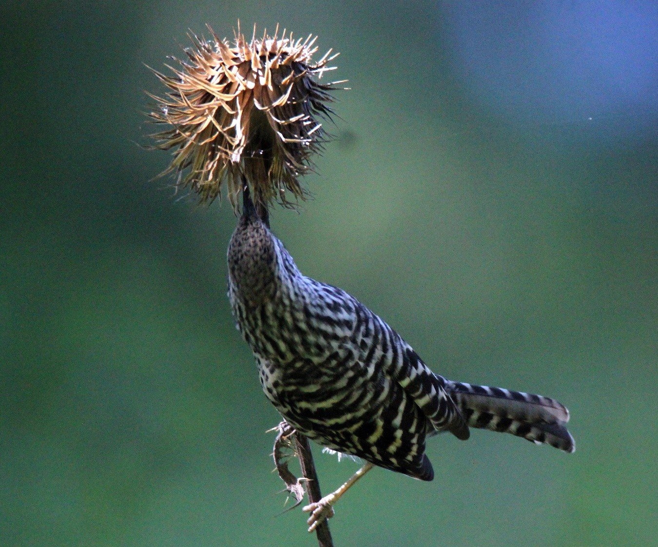 The Pleasure and Pain of Pino Real - 10,000 Birds