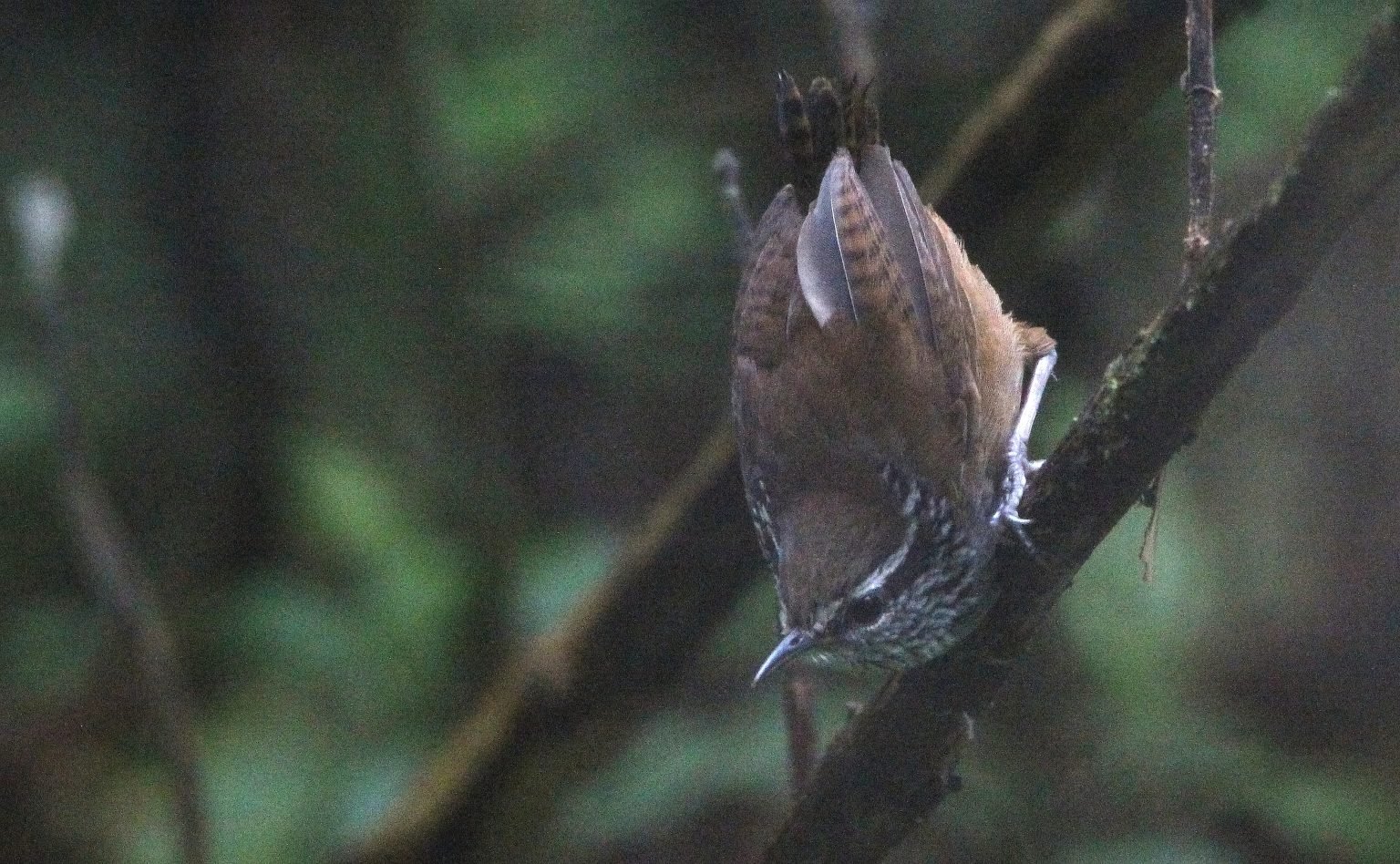 Wood-Wrens - 10,000 Birds