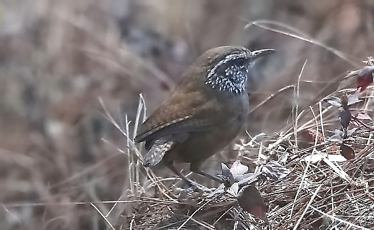Why You Should Make Friends with Biologists - 10,000 Birds