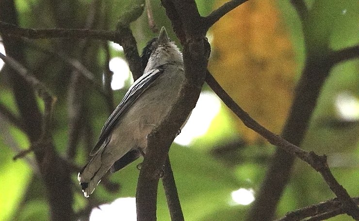 Paradise Regained - 10,000 Birds