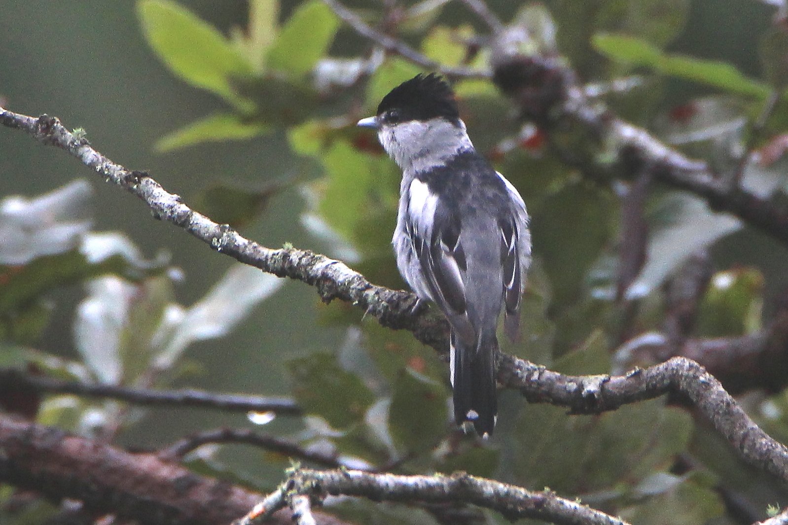 Birding with a Botanist - 10,000 Birds