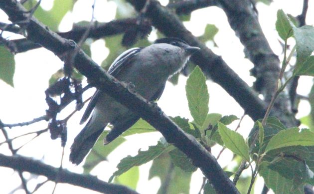 Becards - 10,000 Birds