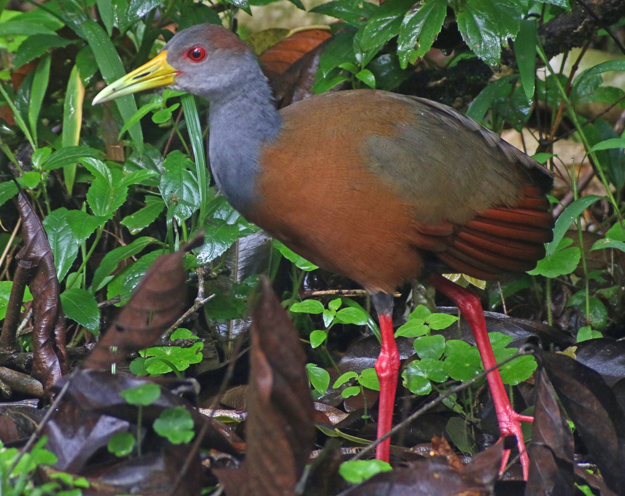 Gray-necked Wood-Rails are Awesome (and Kind of Obnoxious) - 10,000 Birds