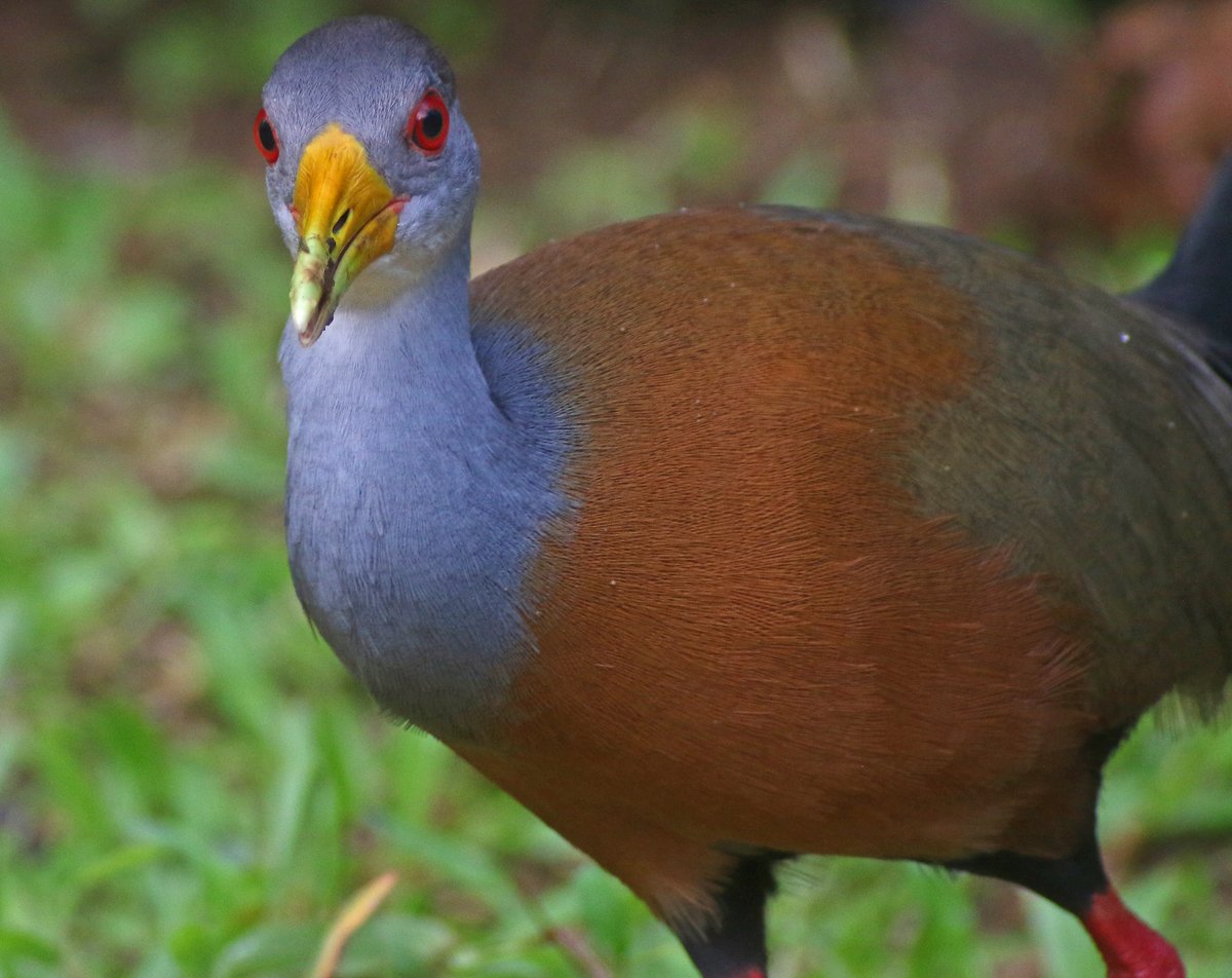 Gray-necked Wood-Rails are Awesome (and Kind of Obnoxious) - 10,000 Birds