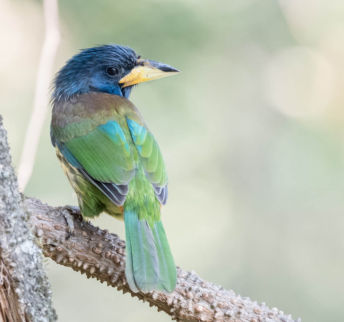 A few Barbets - 10,000 Birds
