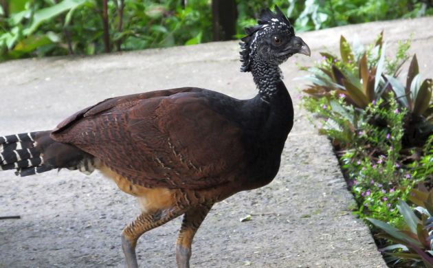 The “Turkeys” of Costa Rica - 10,000 Birds
