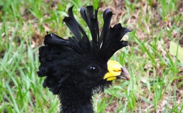 The “Turkeys” of Costa Rica - 10,000 Birds