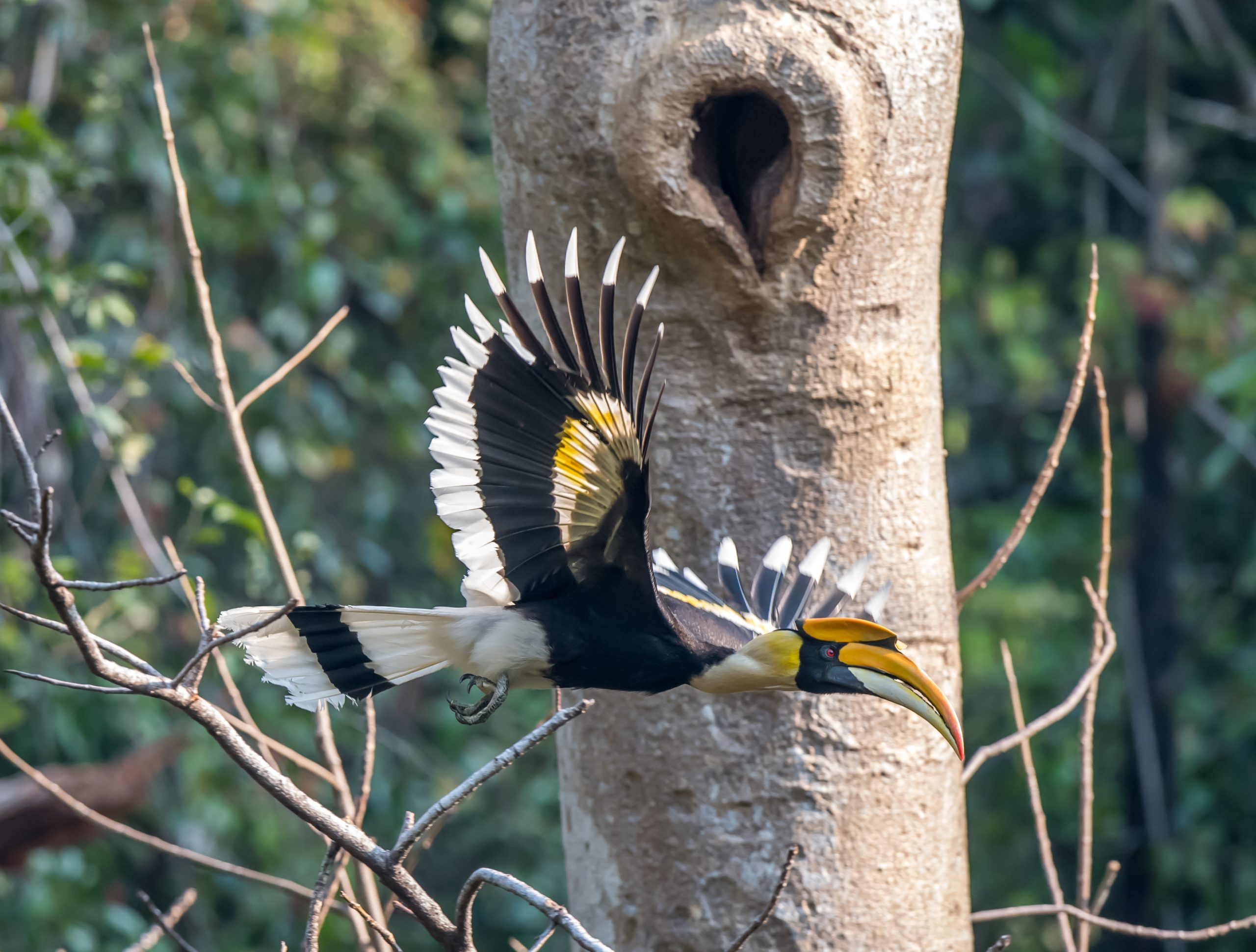 Hornbills of Yunnan - 10,000 Birds