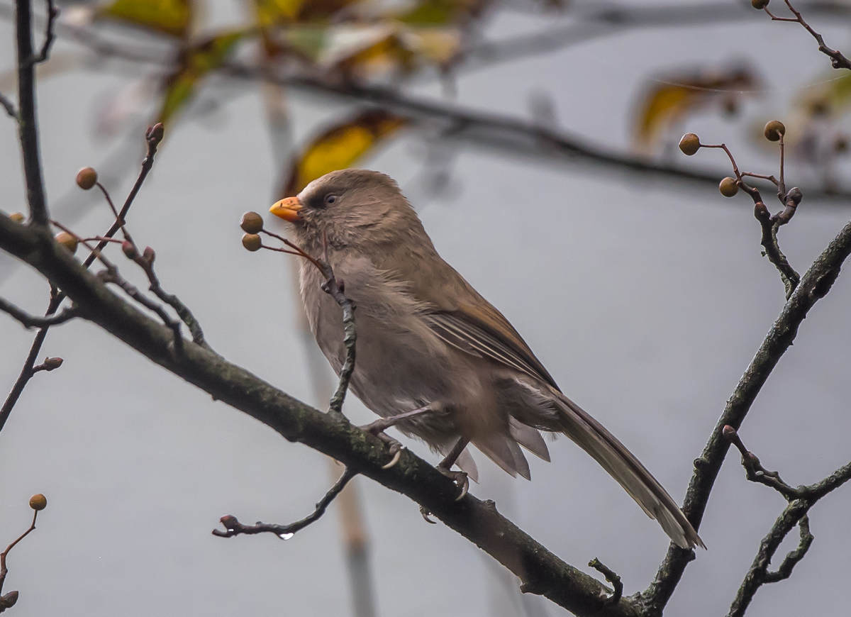 Birding Longcanggou, Sichuan - 10,000 Birds