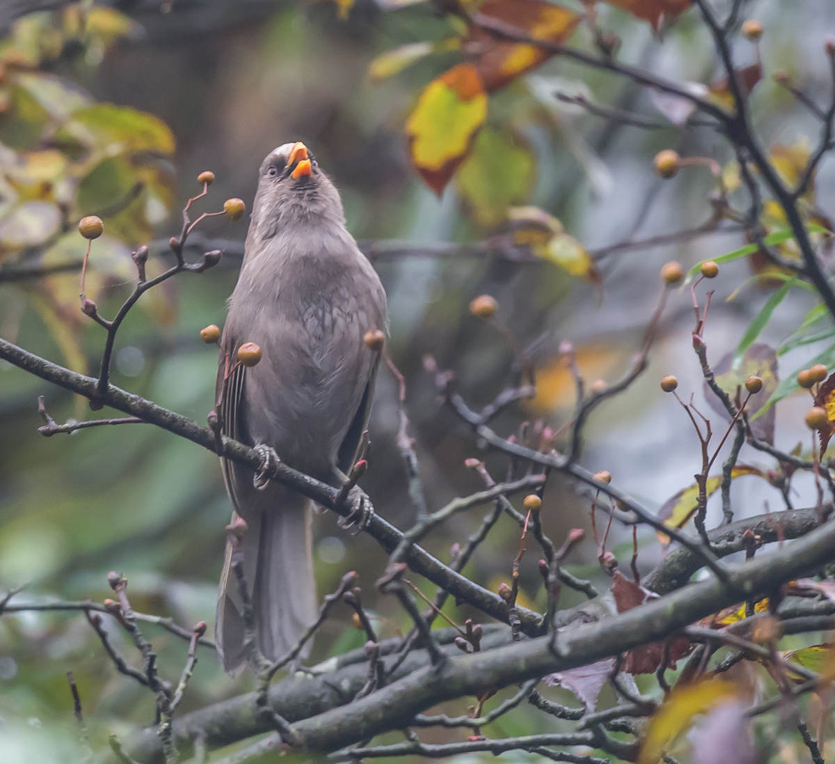 Birding Longcanggou, Sichuan - 10,000 Birds