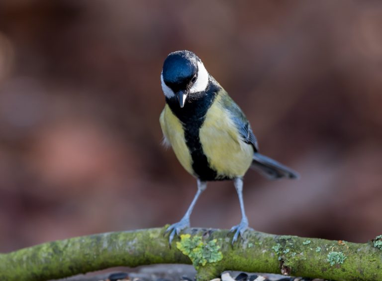 Birds of Visselhövede in Winter - 10,000 Birds