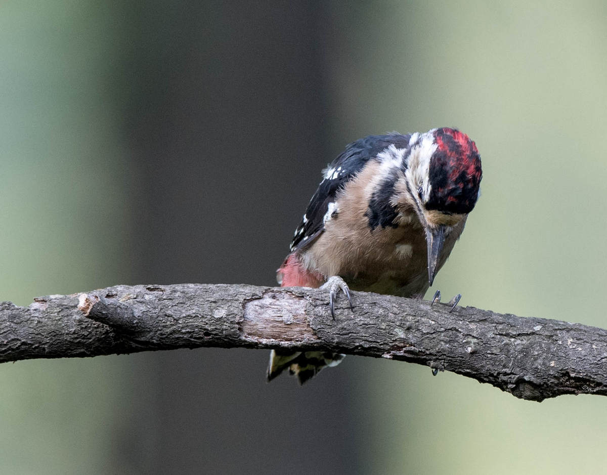 Some common birds of Shennongjia, China - 10,000 Birds