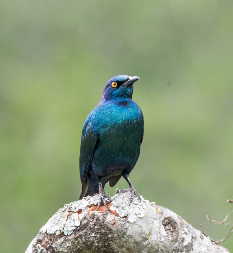Birding Hluhluwe, South Africa - 10,000 Birds