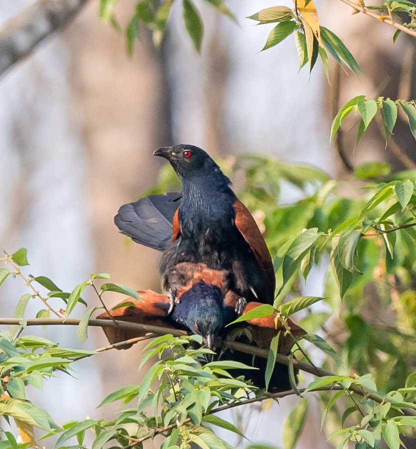 Birding Nabang, Yunnan (1) - 10,000 Birds