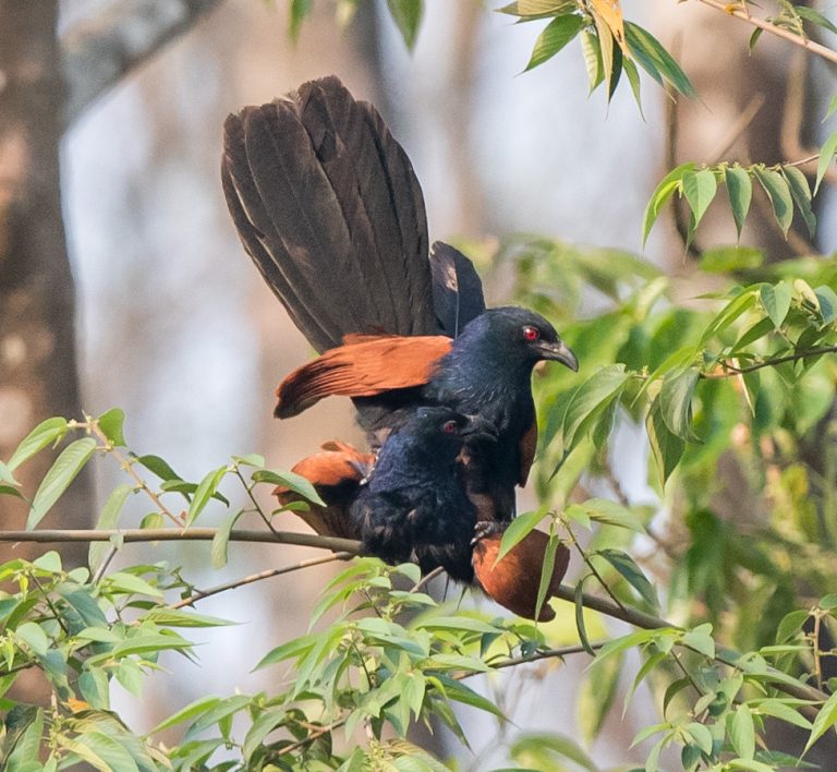 Birding Nabang, Yunnan (1) - 10,000 Birds
