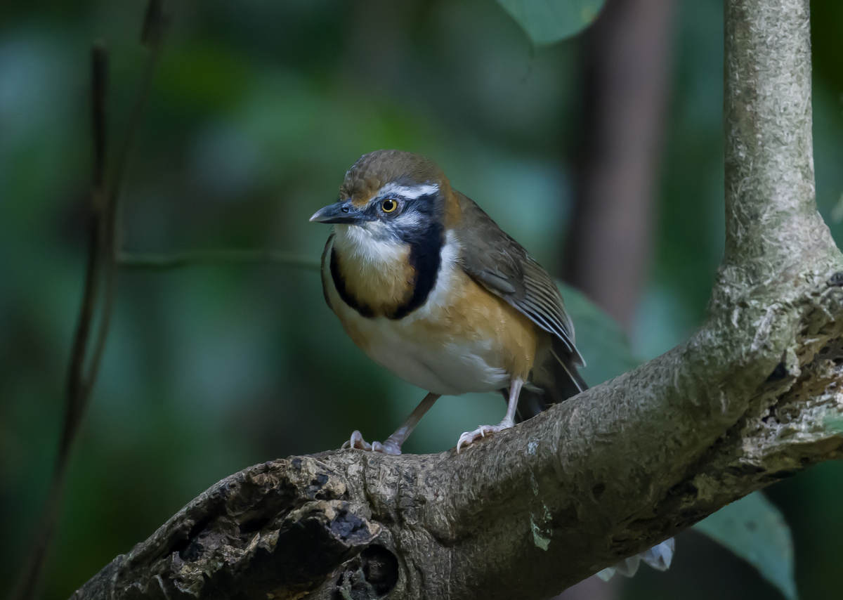 Birding Hongbenghe, Yunnan (Part 1) - 10,000 Birds