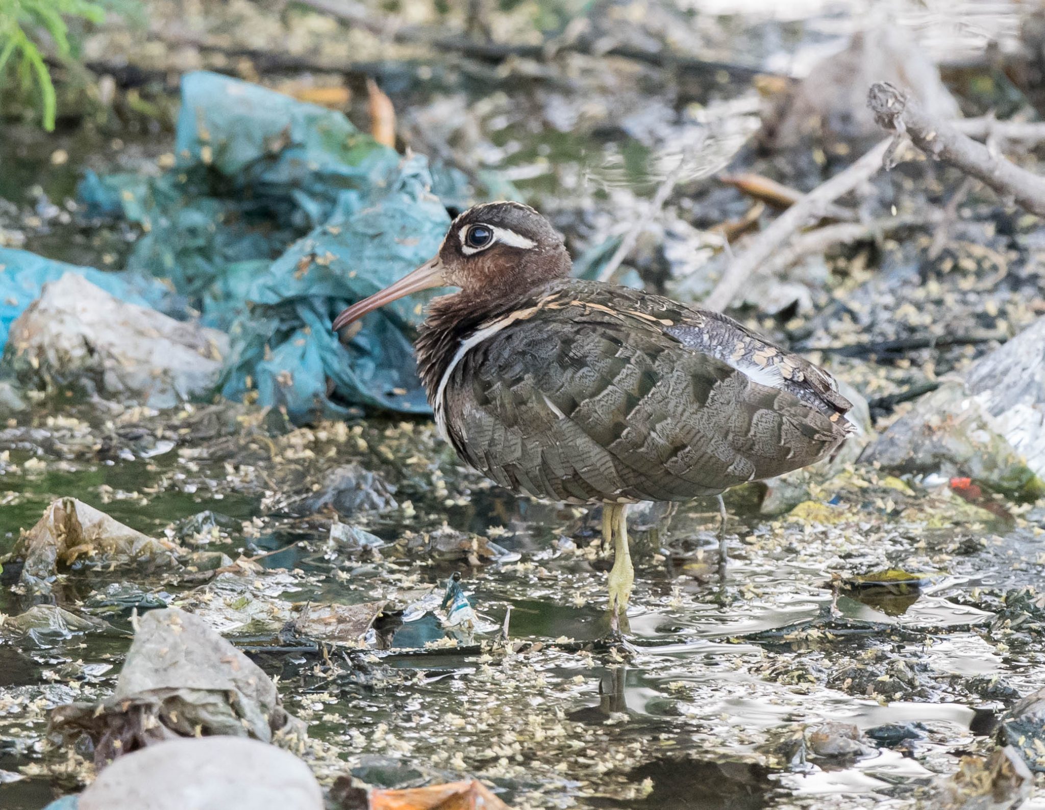 Birds and Trash - 10,000 Birds